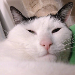 Bigfa | 人人都是产品经理